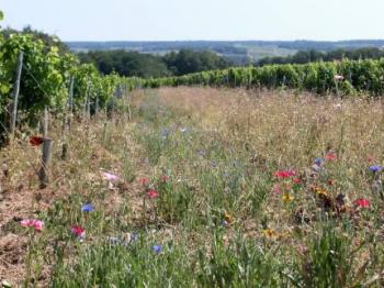 Clos Roche Blanche: Gamay as Touraine Treat - WineZag